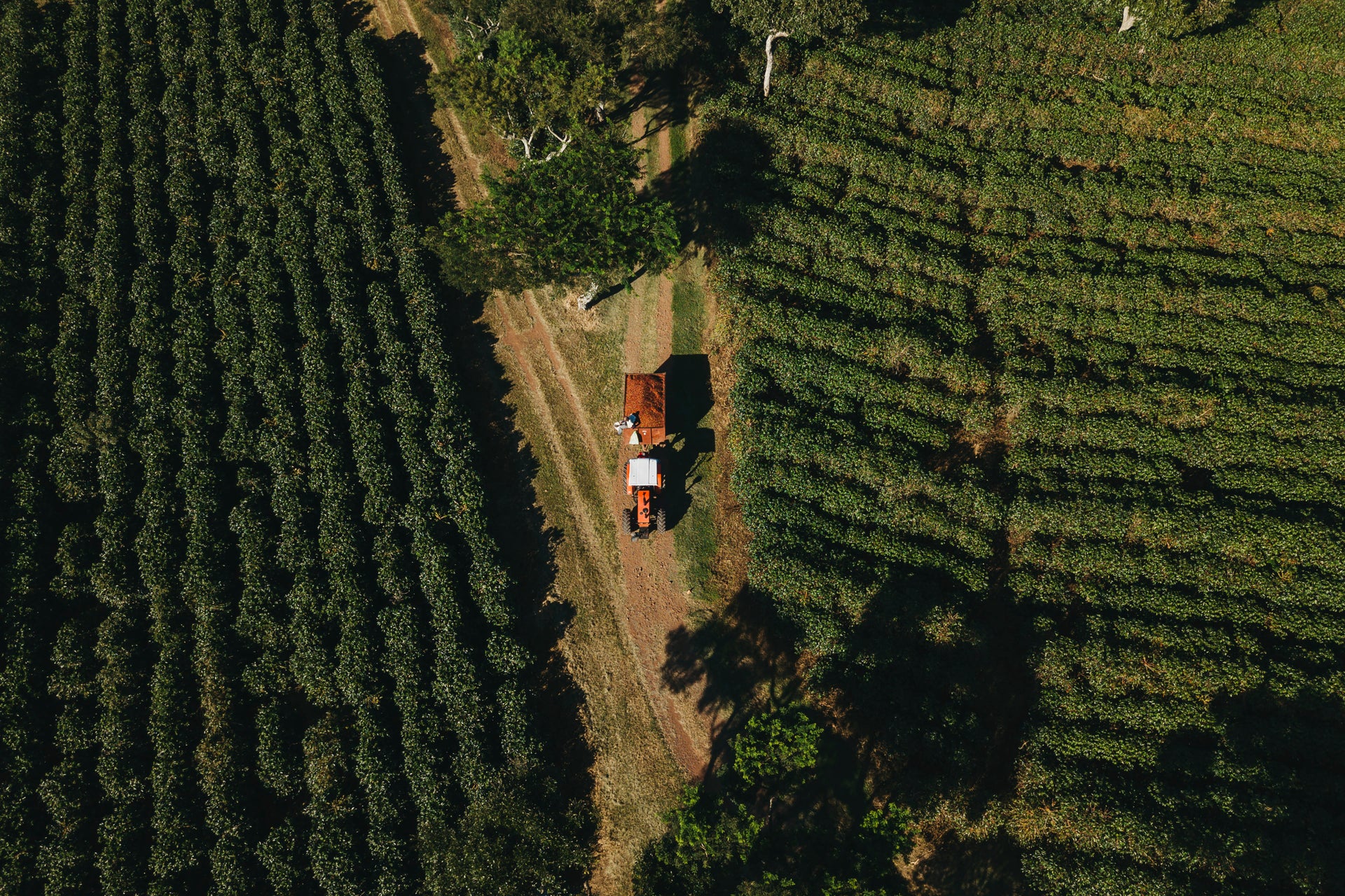 Welcome to Café Britt: Your Gateway to Costa Rican Gourmet Coffee