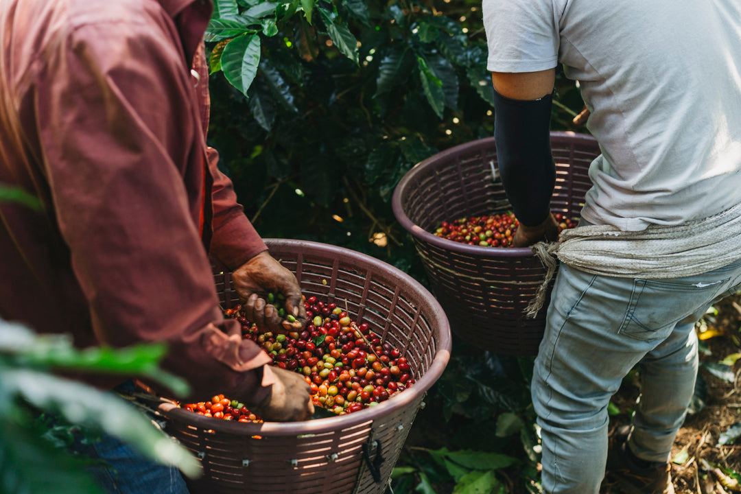 Welcome to Café Britt: Your Gateway to Costa Rican Gourmet Coffee