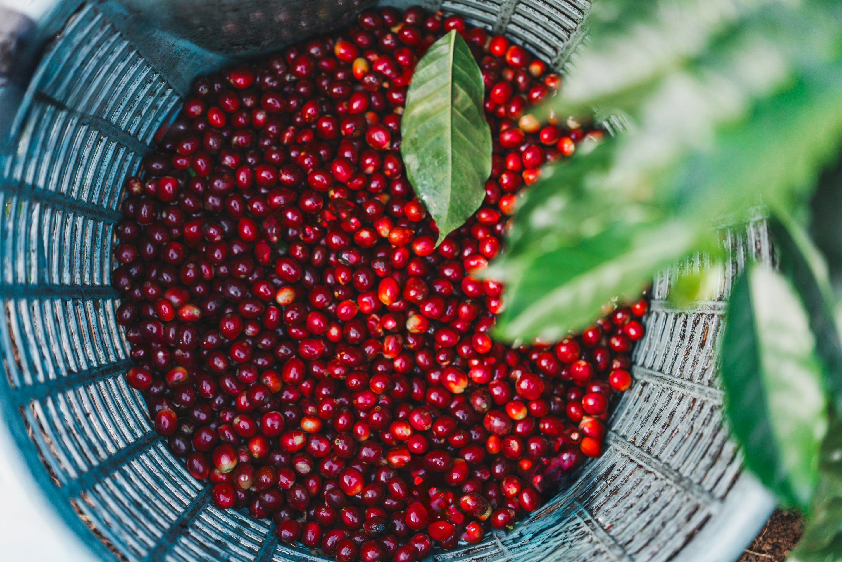 Café Britt Coffee Capsules: Authentic Costa Rican Espresso Experience