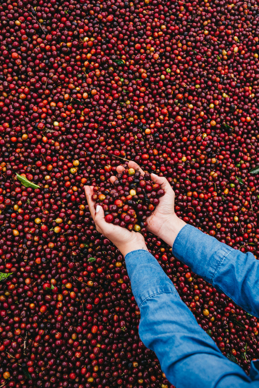 Café Britt Coffee Capsules: Authentic Costa Rican Espresso Experience