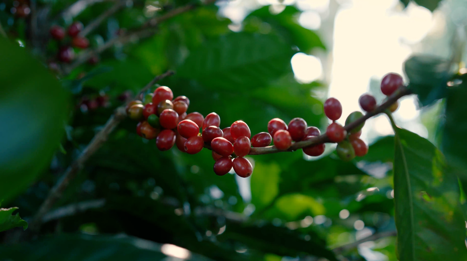 Welcome to Café Britt: Your Gateway to Costa Rican Gourmet Coffee